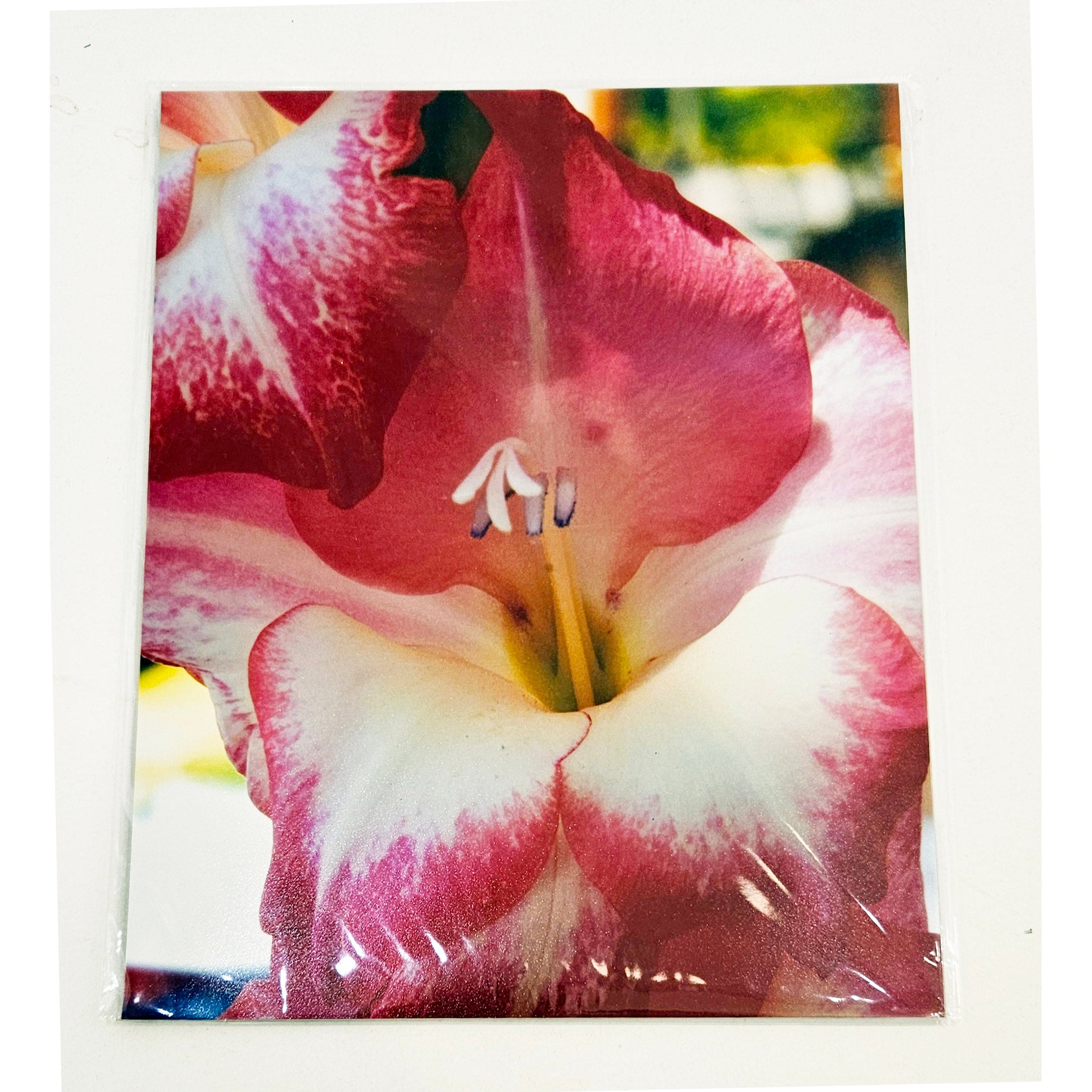 Sam* - Print "Gladiolus" | Ten Women on Main St.